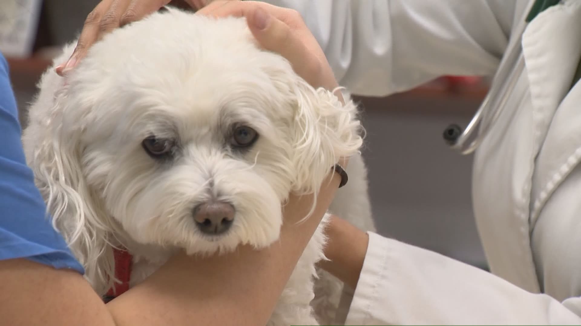 Ontario moves toward banning cosmetic pet surgeries
