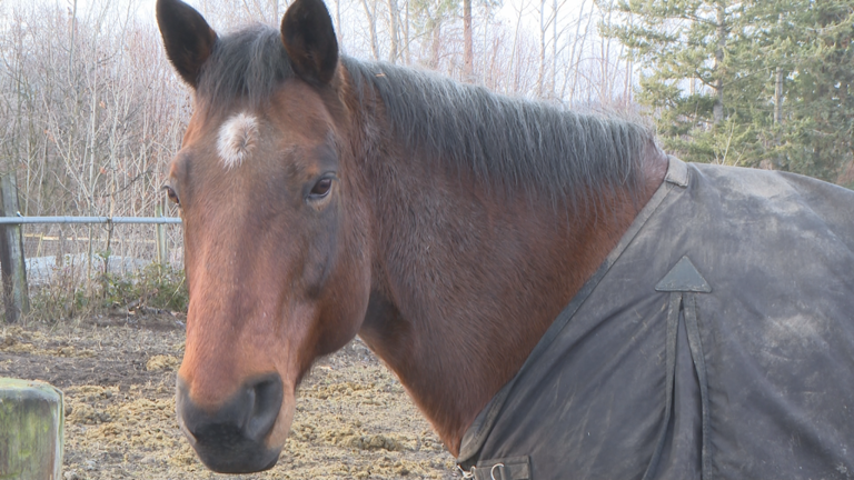 'Strangles': Highly contagious bacterial disease threatens Okanagan horses