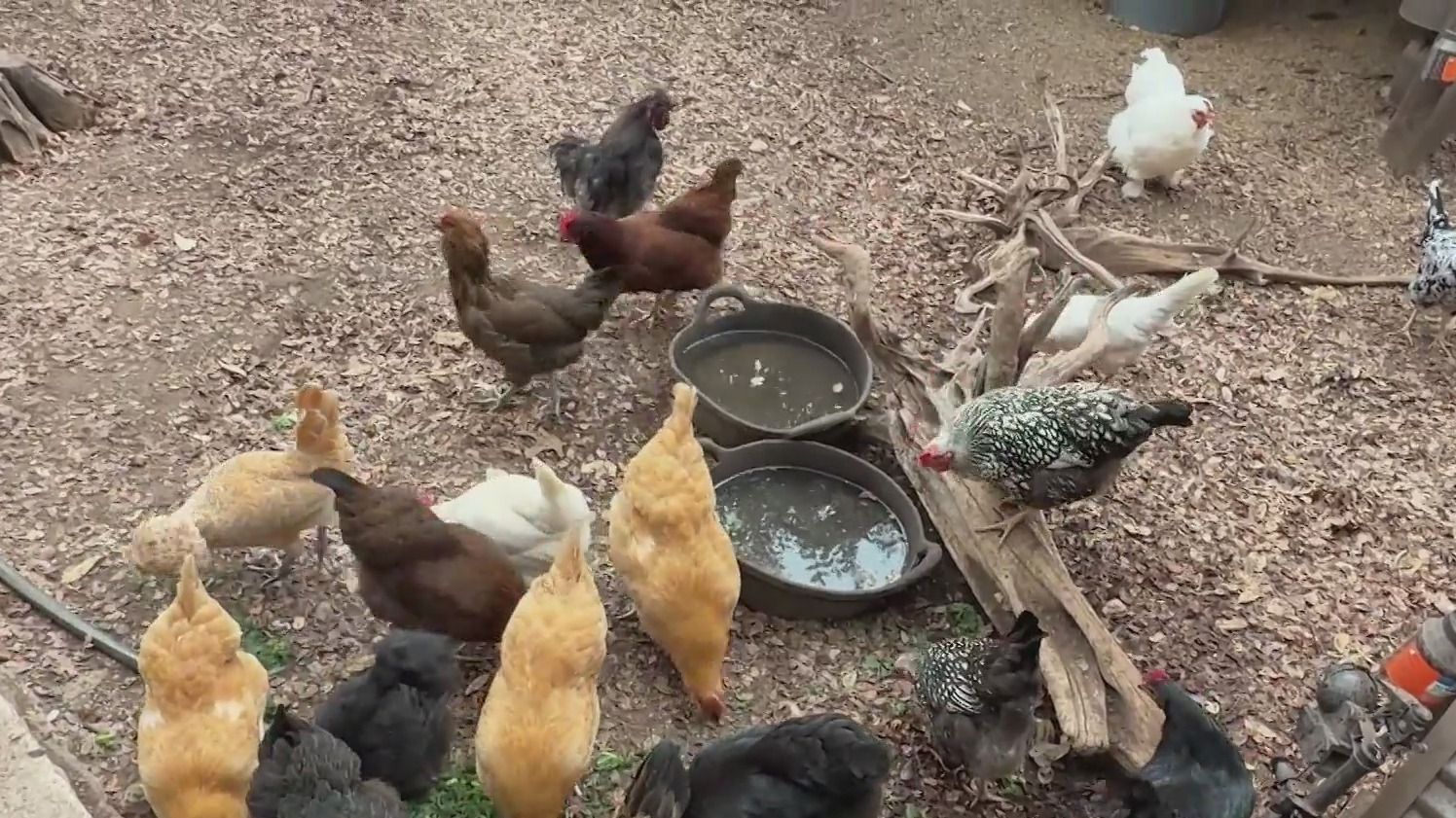 Bird flu discovered at US poultry operation amid global outbreak