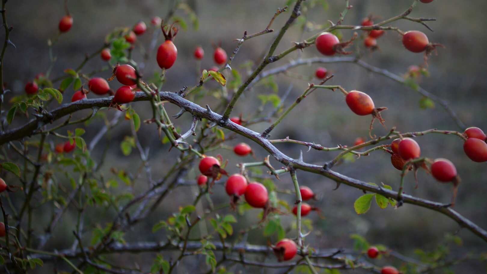 Zjawisko, które Czesi uwielbiają, a Polacy wciąż ignorują: pomaga ...