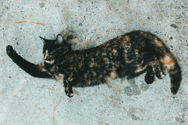 Chcete méně nehod? Zbavte se semaforů, shodují se data i experti