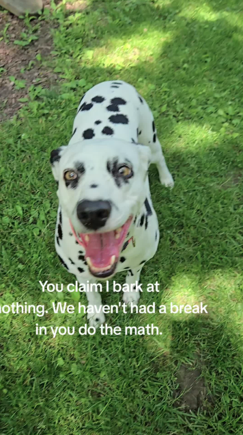 Funny and cute Dalmatian moments that will make you smile