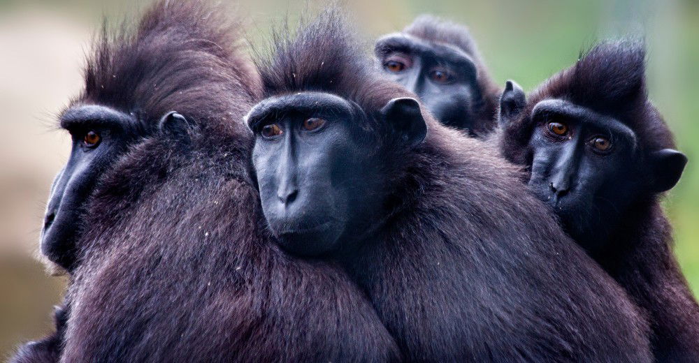 Study finds same-sex behavior is as important for primates as "making ...