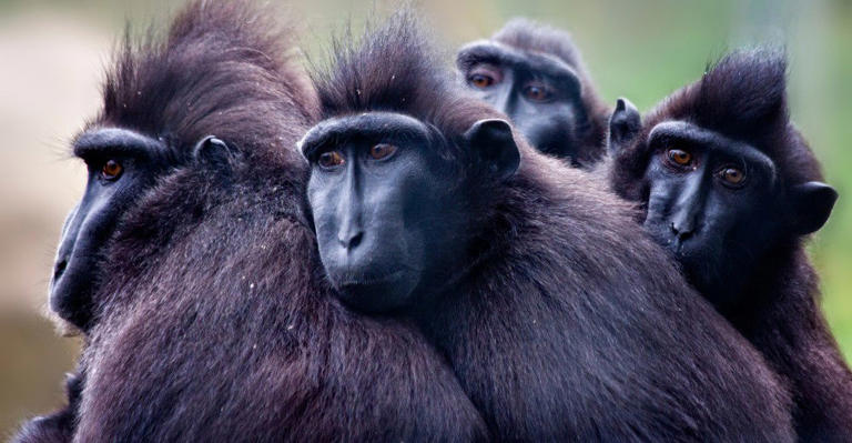 Study finds same-sex behavior is as important for primates as "making ...