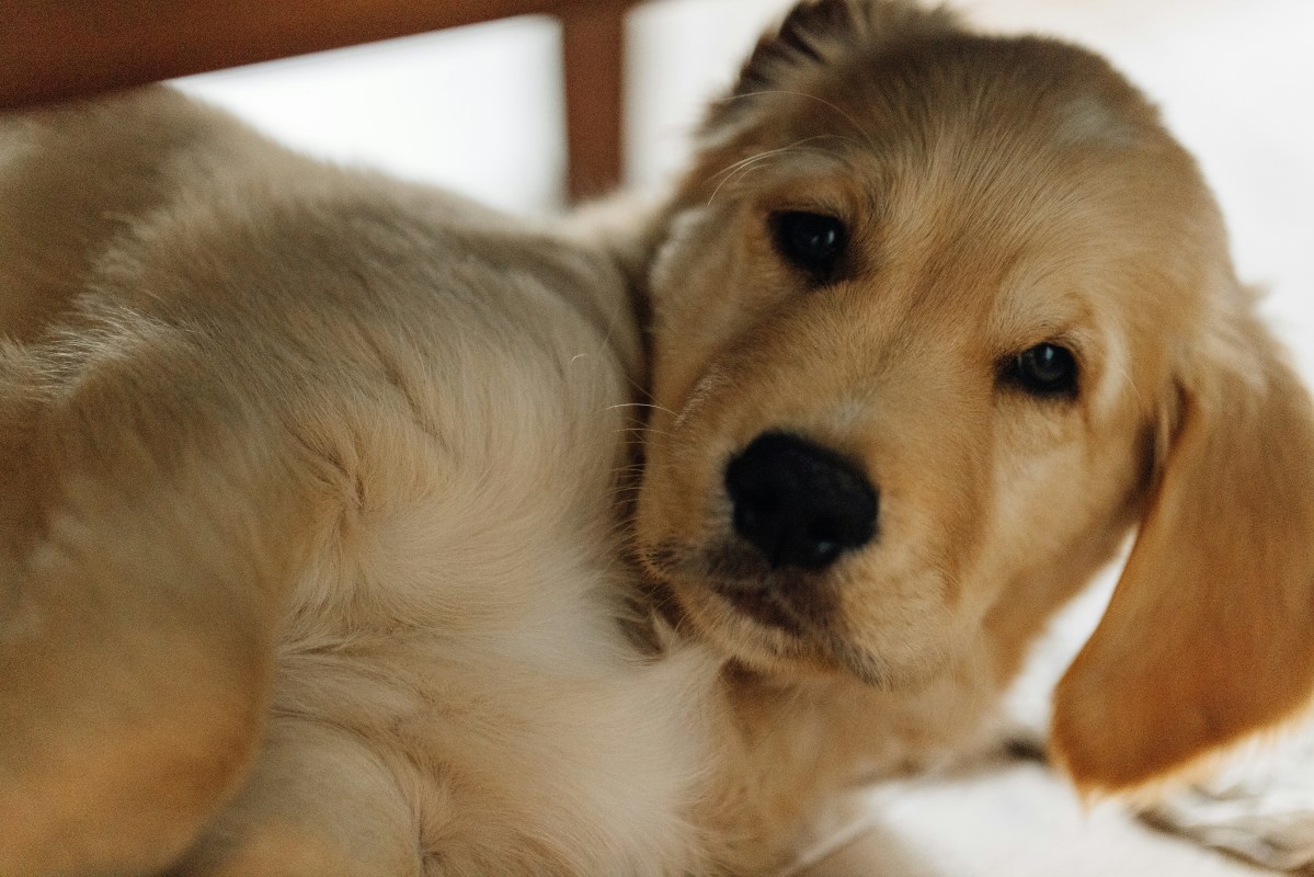 Rescue golden retriever steals pillows for the most uncomfortable nap