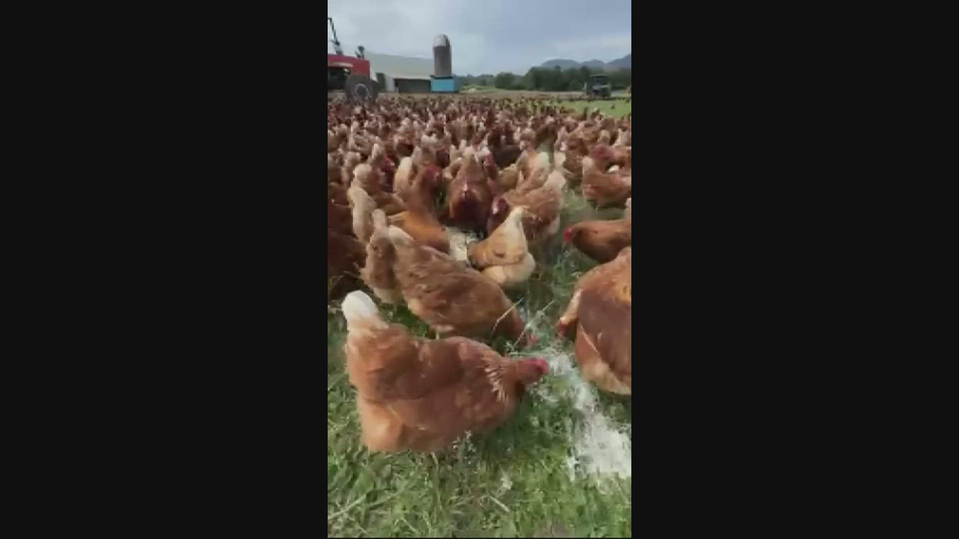 Oregon coast farm devastated after moldy feed wipes out flock