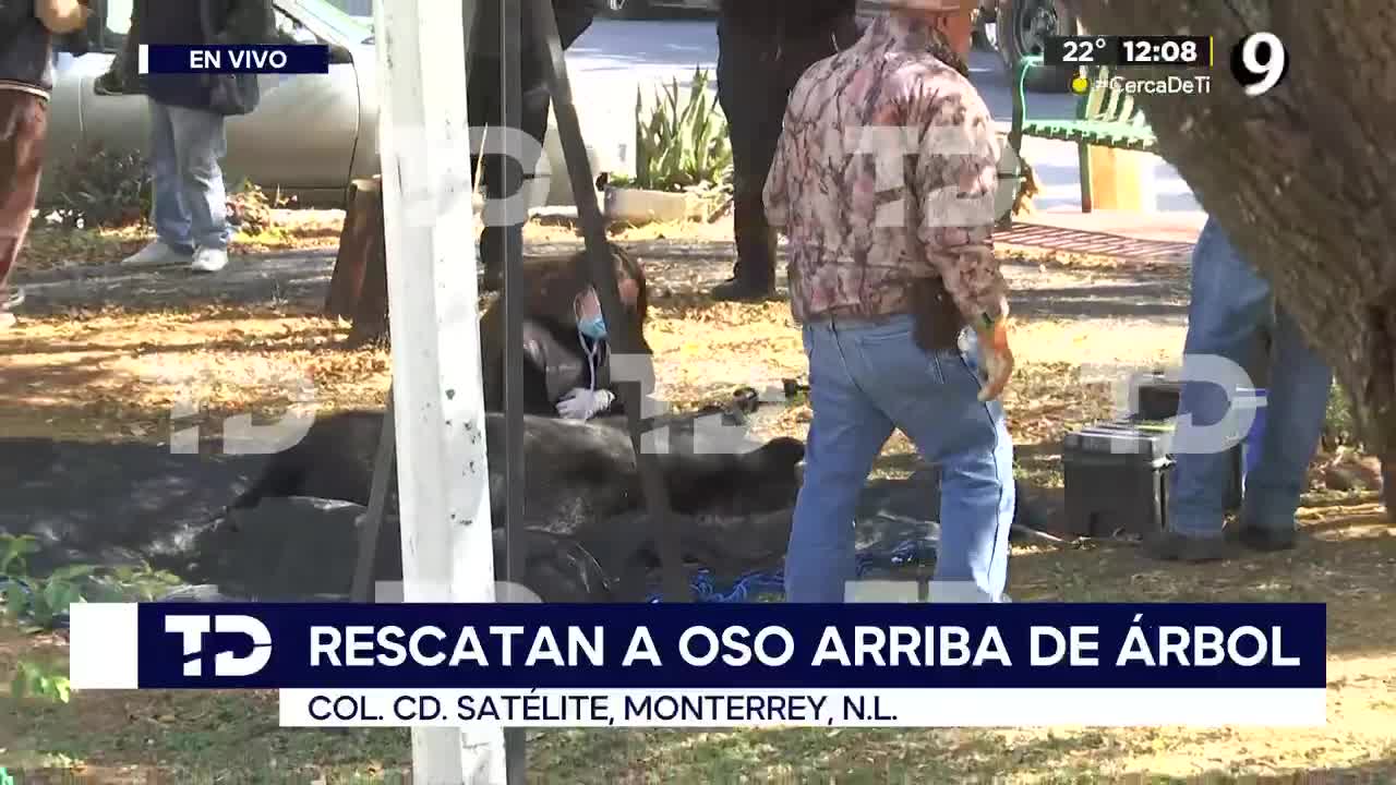 Oso cae de un árbol tras ser sedado colonia Satélite en Monterrey