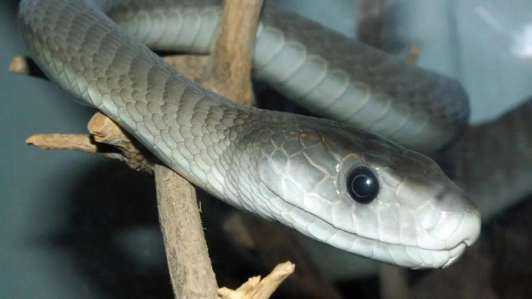 7 snakes that hunt birds in trees: How tree-living predators use ...