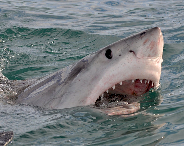 ‘Gigantic’ shark mauls surfer’s legs at Northern California beach