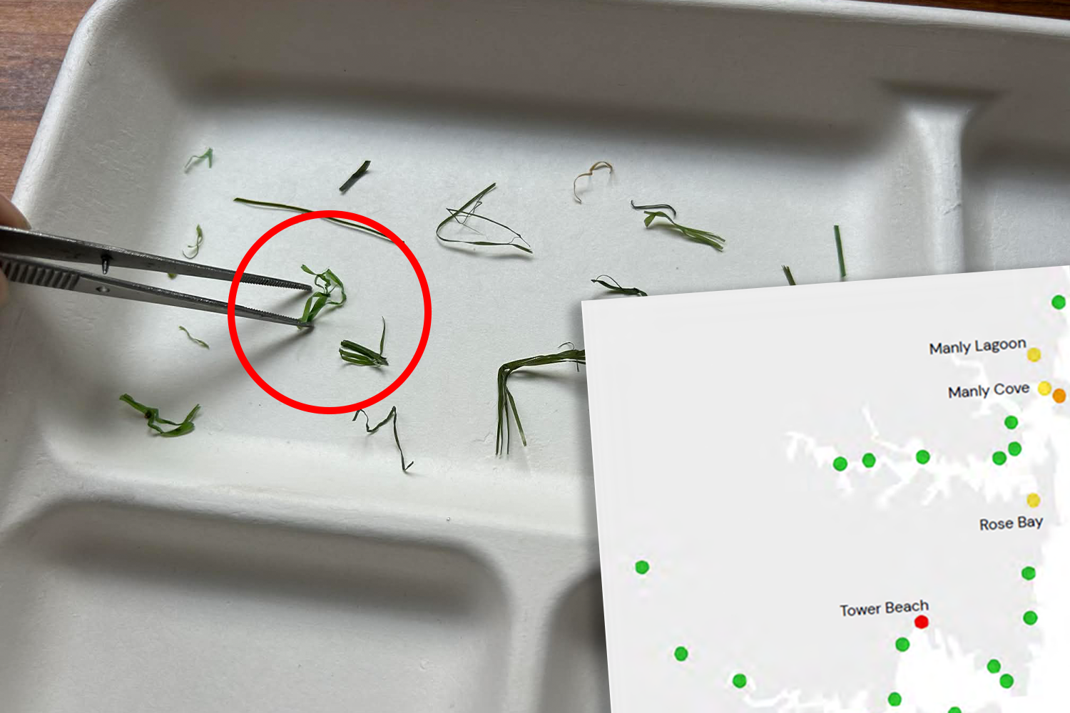 Call to ban 'insidious' product loved by Aussie councils after worrying ...