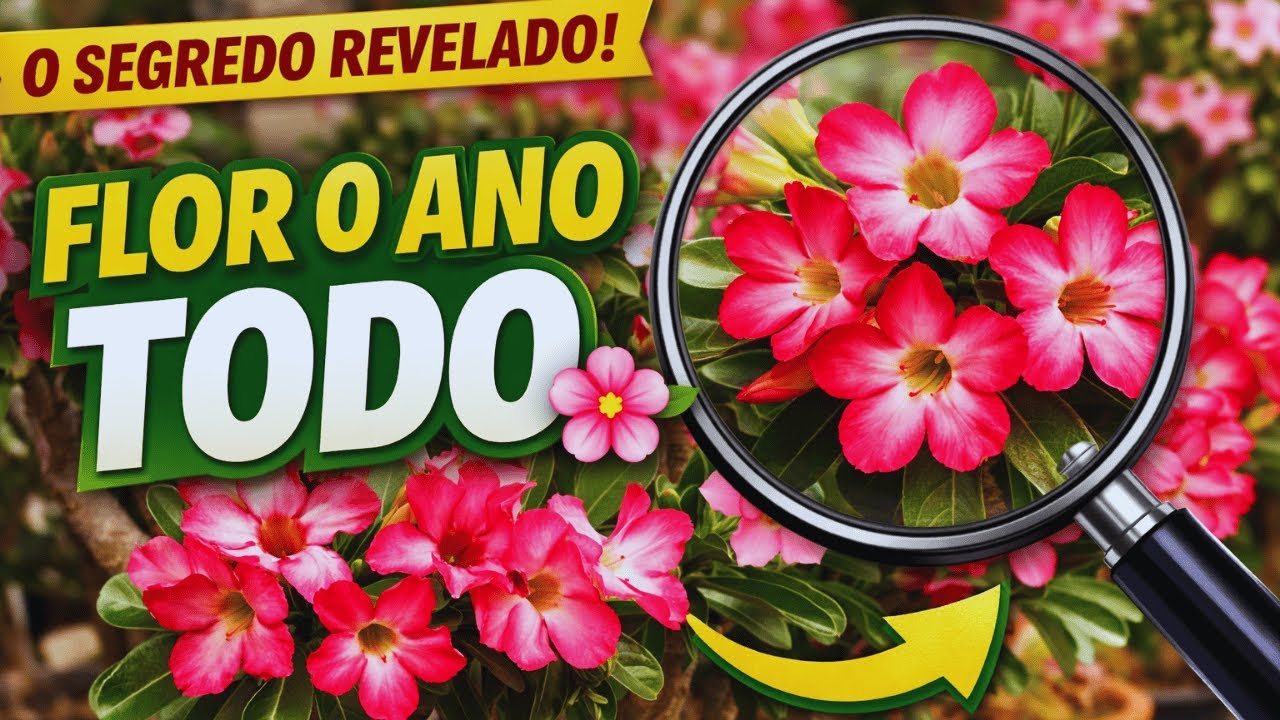 Como fazer sua rosa do deserto florir o ano inteiro
