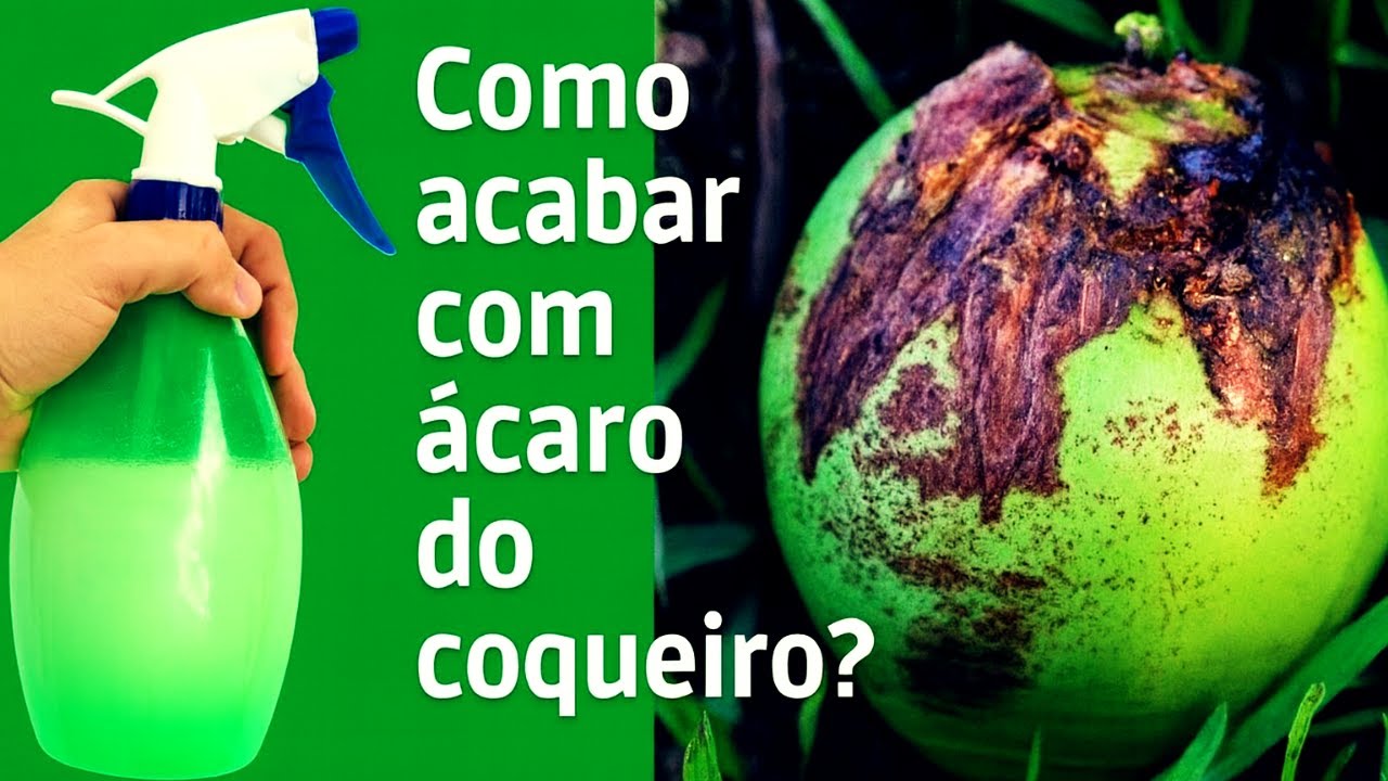 Como acabar com o ácaro da necrose nos coqueiros (receita Embrapa)