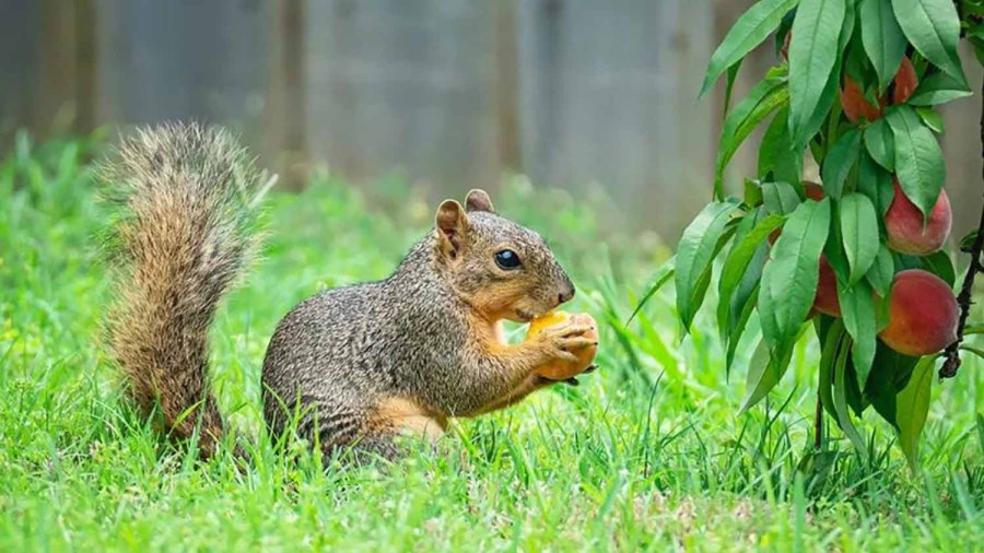 Clark County teen charged with animal abuse for shooting squirrels with ...