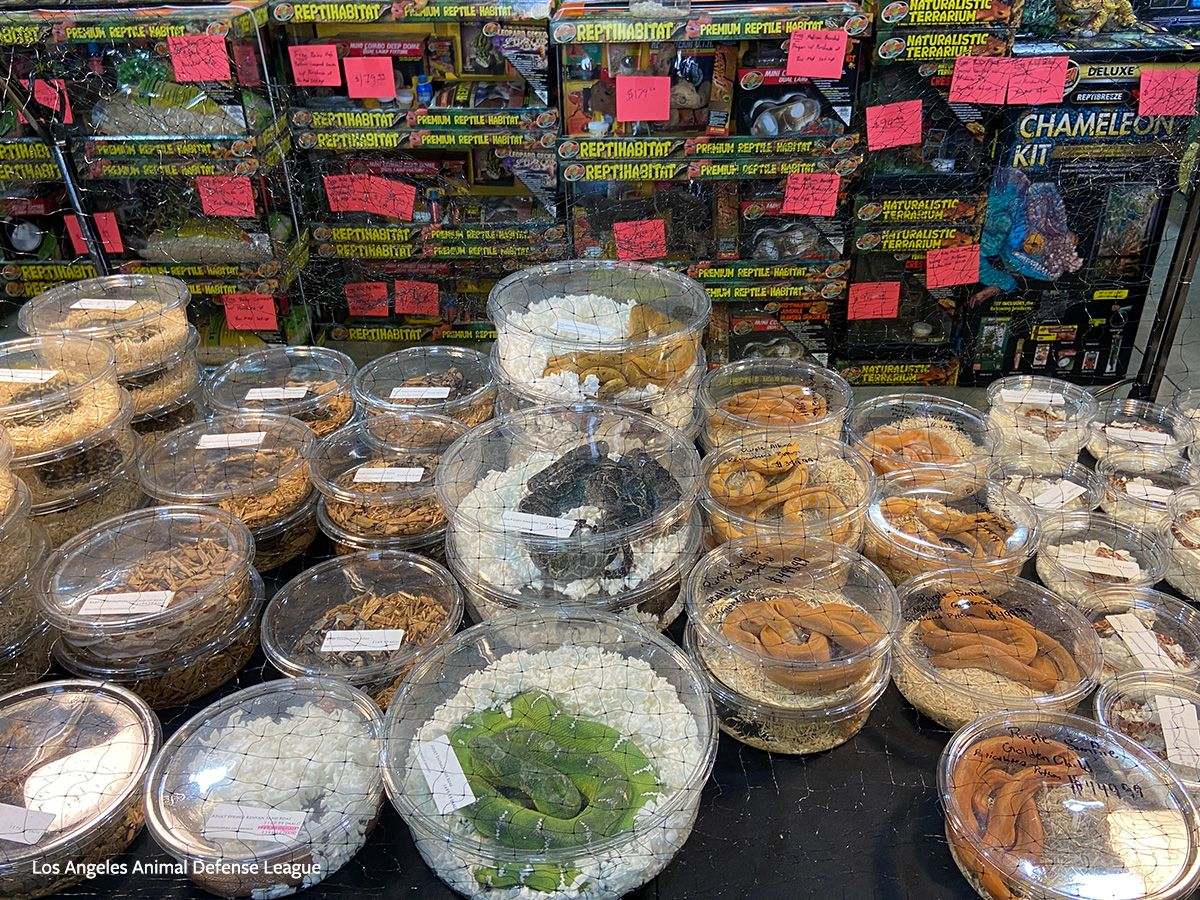 Animal activists raise awareness about cruelty of exotic pet trade ...