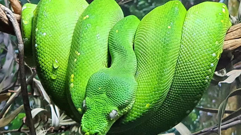 7 snakes that hunt birds in trees: How tree-living predators use ...