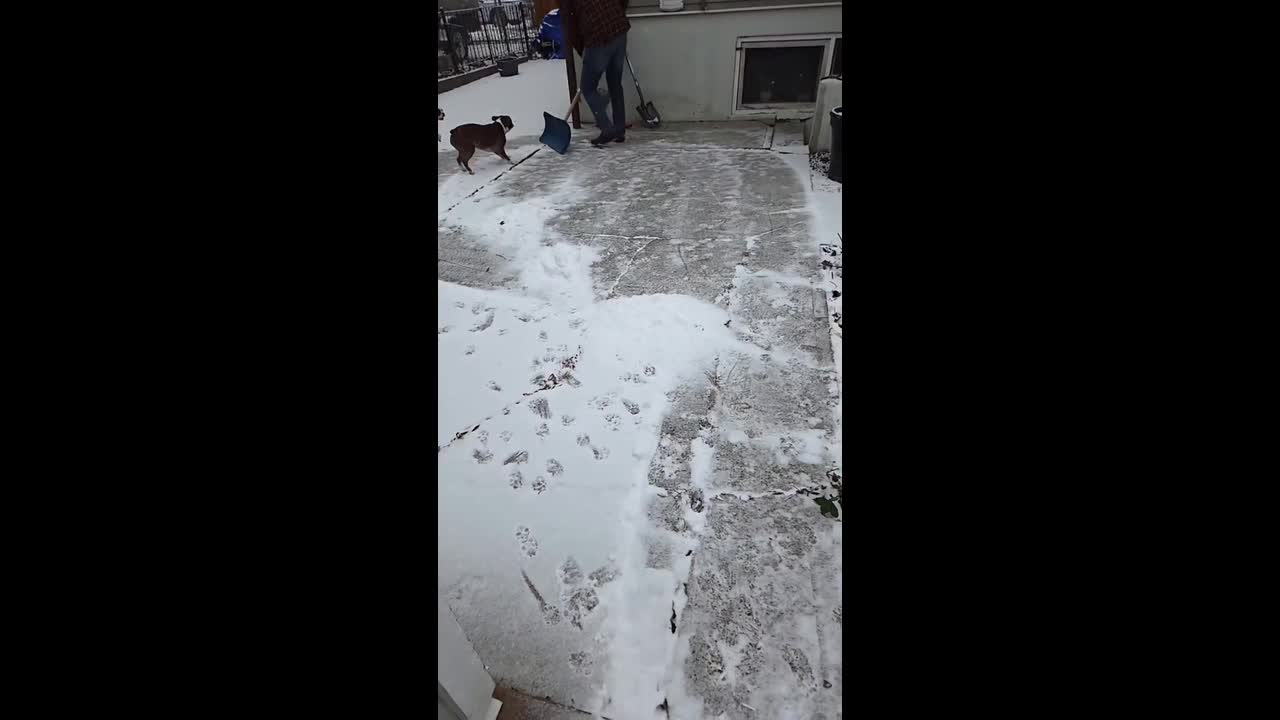 Pet doogs leap into snow during backyard play in Vernon, Canada