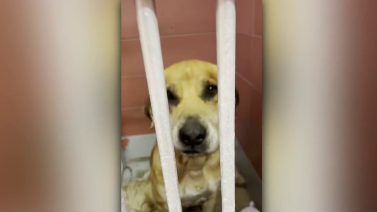 Owner searching for dog that goes missing from BARC