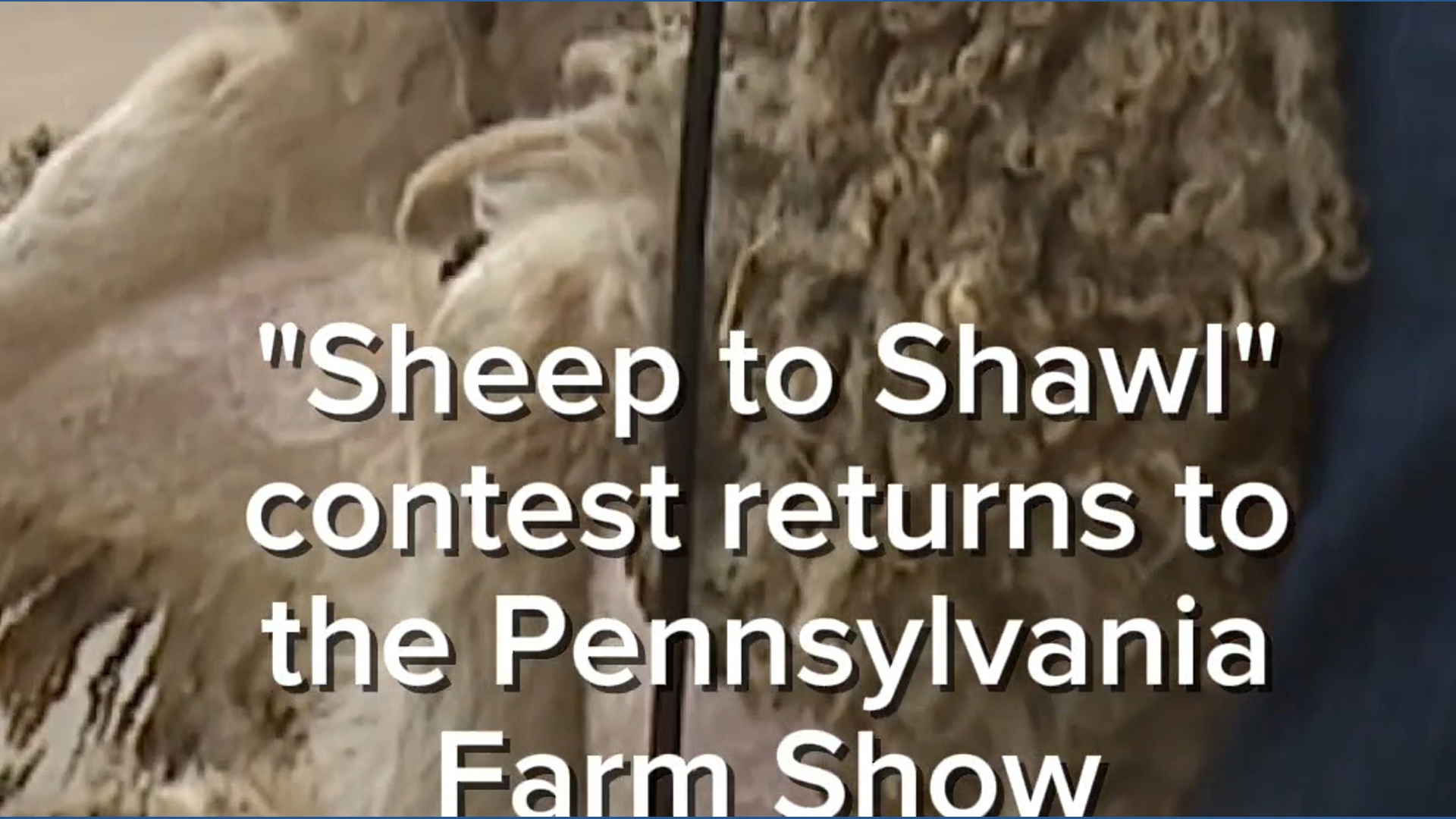Sheep to shawl contest returns to the Farm Show