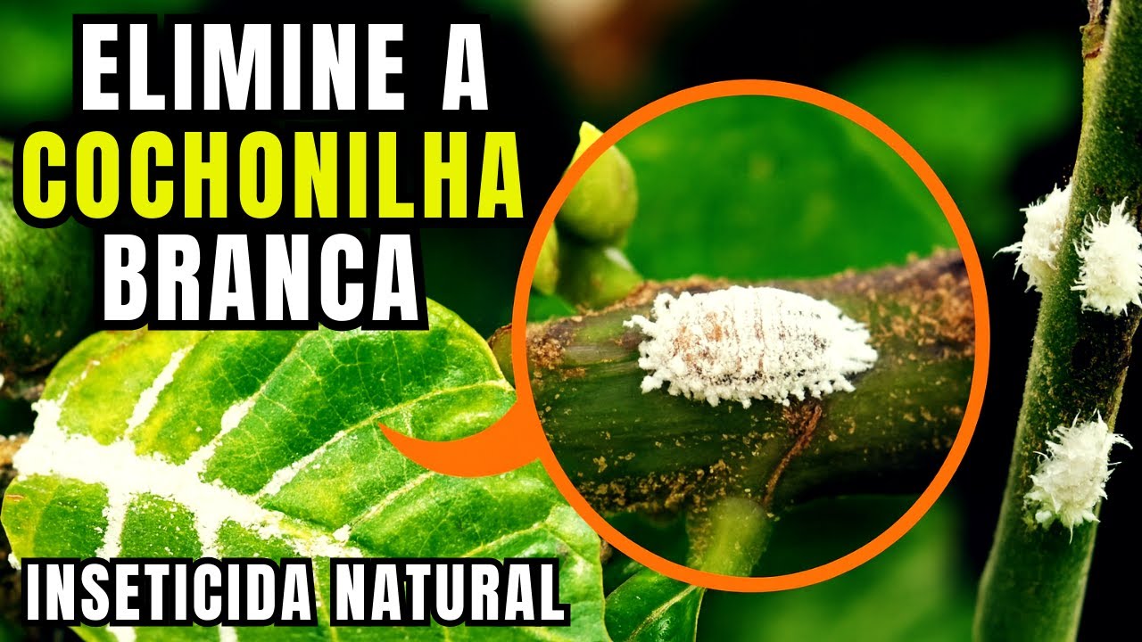Atenção! Esta praga mata suas plantas ¦ Mate a cochonilha com este ...