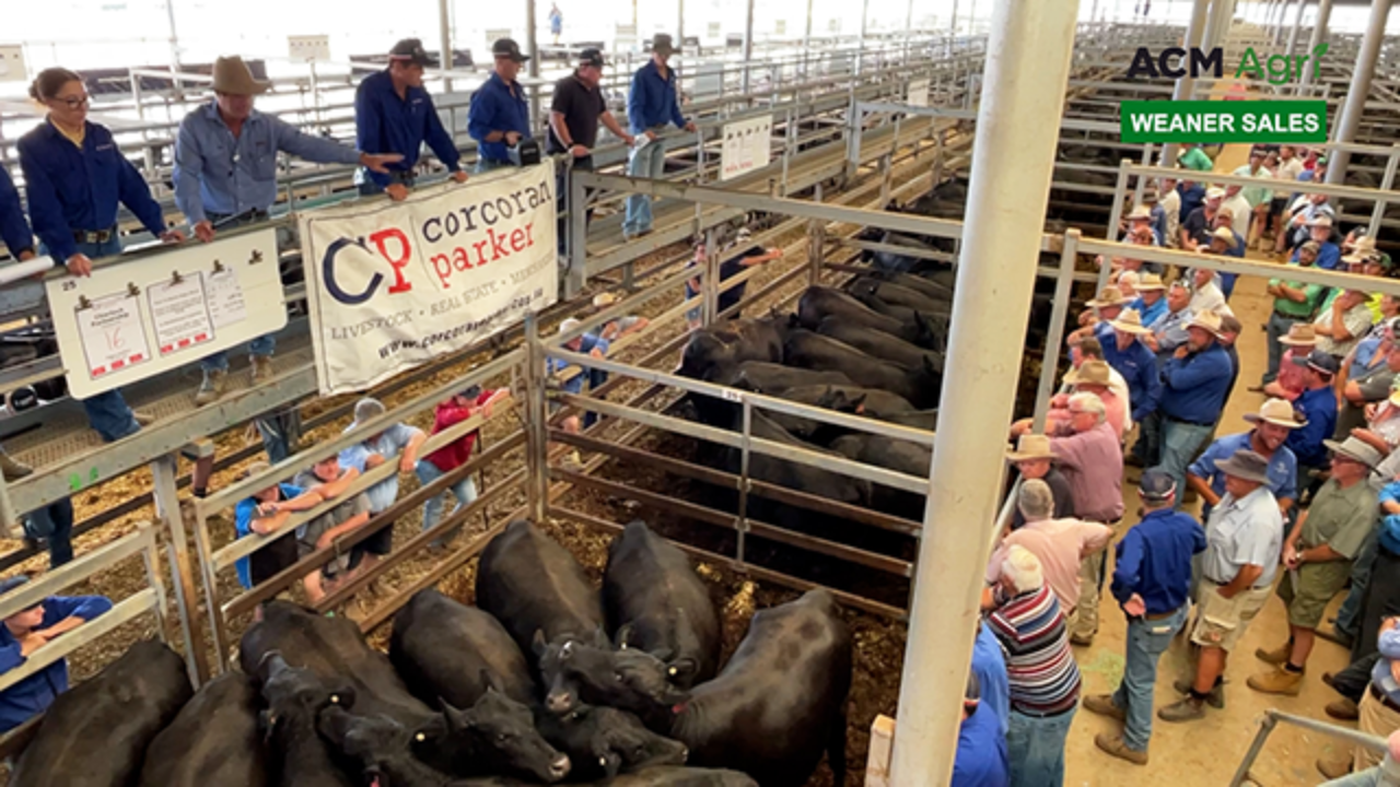 Wodonga feature female sale