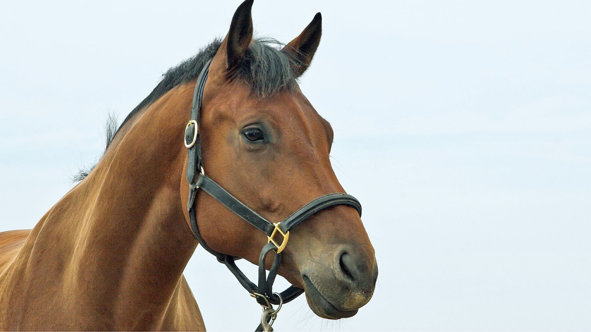 Property quarantined, NJ horse euthanized due to deadly virus