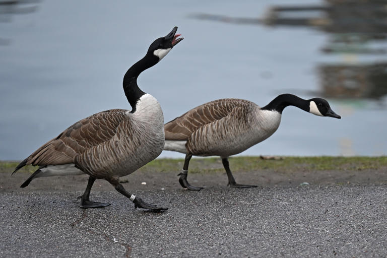 Dead geese were found in Whitby, and wildlife experts believe avian flu ...