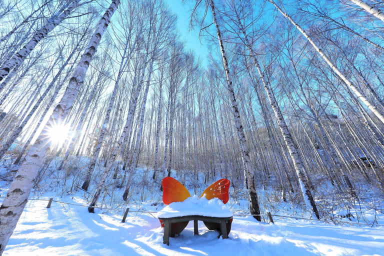 Birch forest's winter: pure white breath, silent music