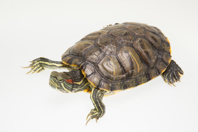 Airport authorities uncover passengers' plot to smuggle over 5,000 ...