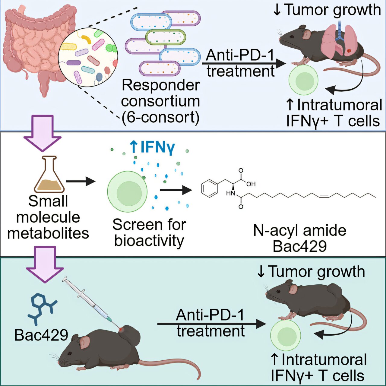 Gut bacteria molecule boosts lung cancer treatment response