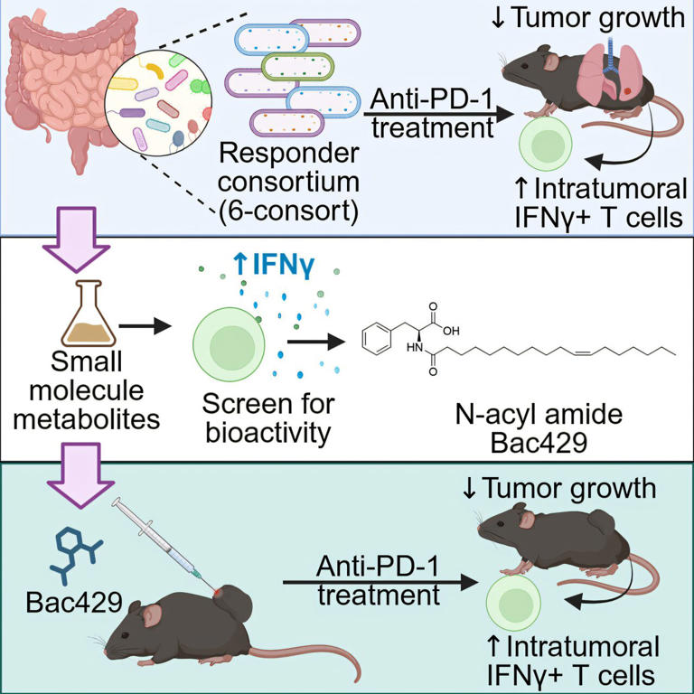Gut bacteria molecule boosts lung cancer treatment response