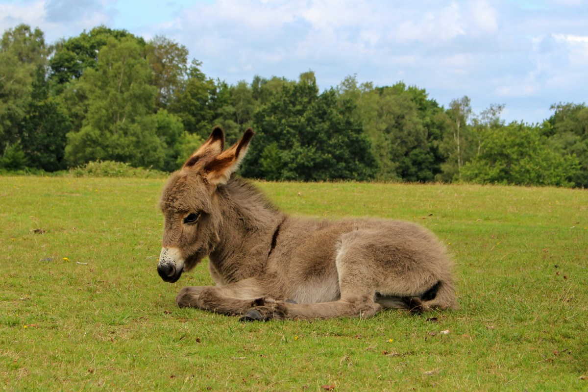 Sleepy baby donkey's 'big stretch' has everyone melting