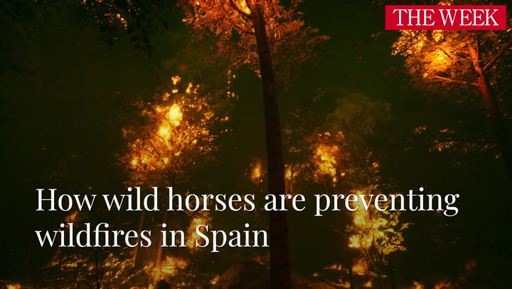 How wild horses are preventing wildfires in Spain