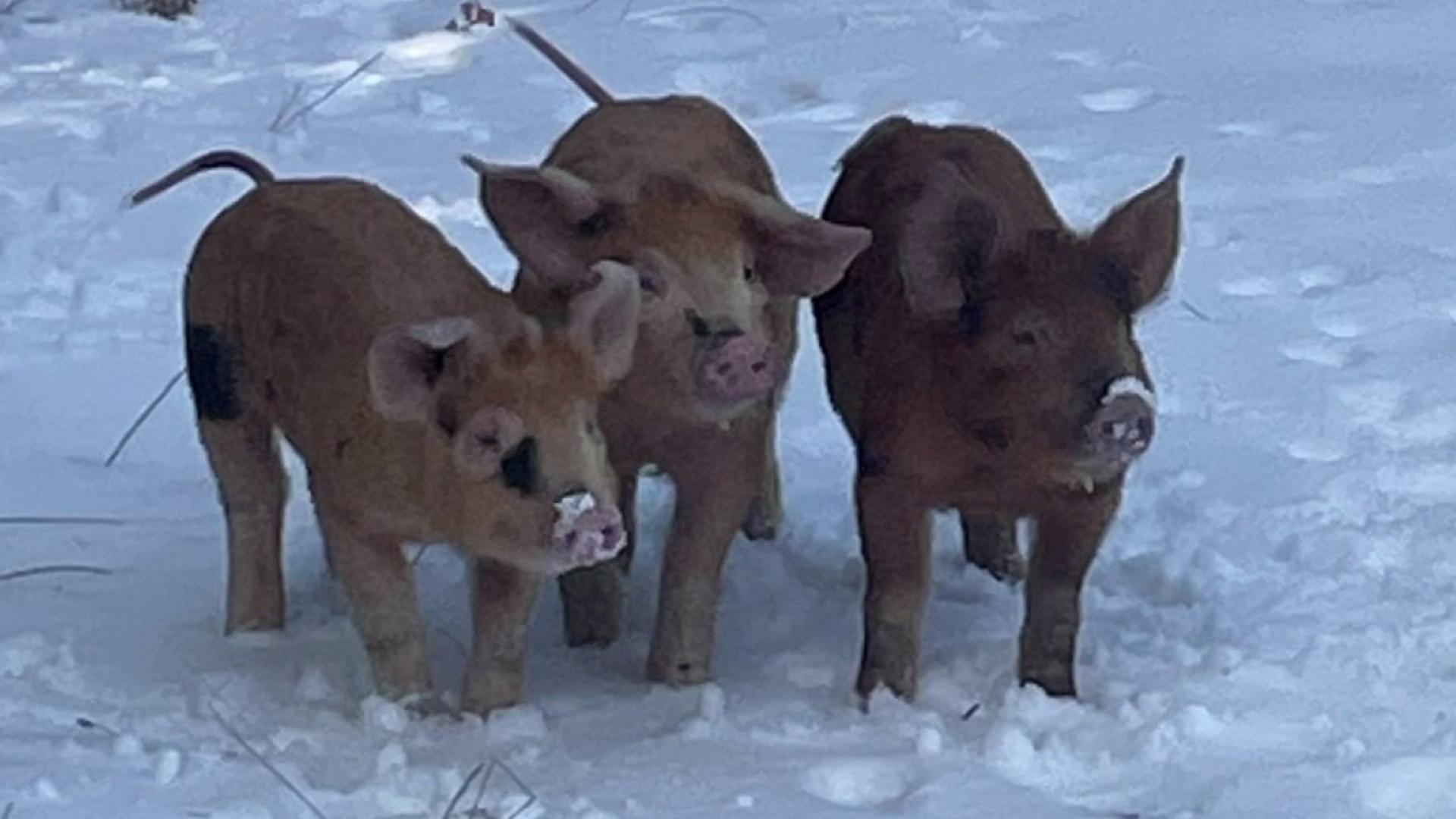 Domestic pigs found abandoned in Delaware Water Gap National Recreation ...