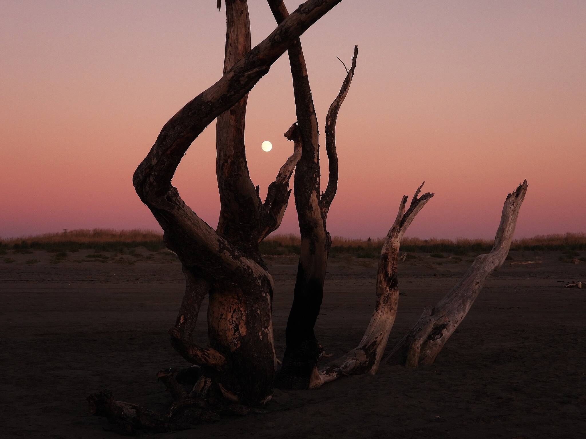 Oregon, Washington, California set December heat records