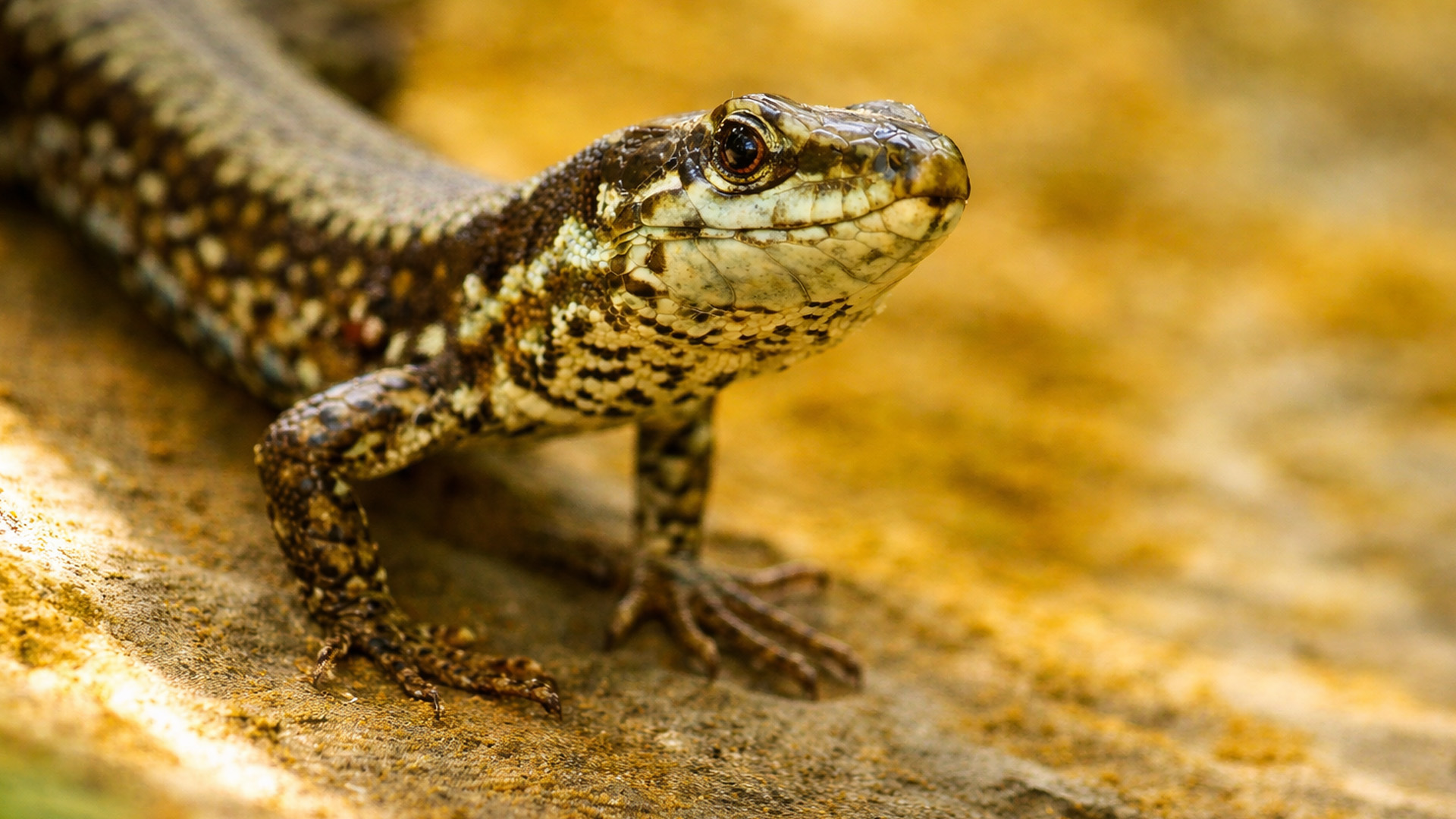 This lizard didn't move even when I got close