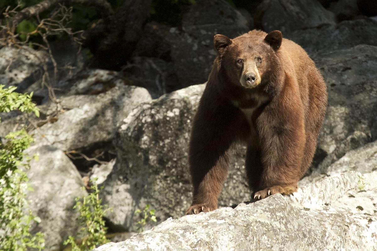 'Ok, time to go': Large bear spotted near parking lot in Arizona