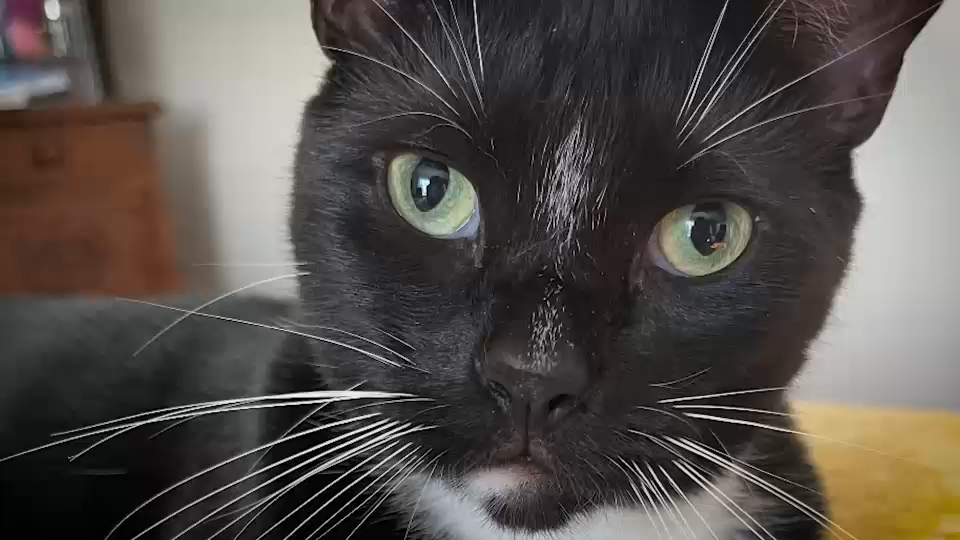 Have you seen Tazzie Lee? Queens woman on mission to find missing cat ...