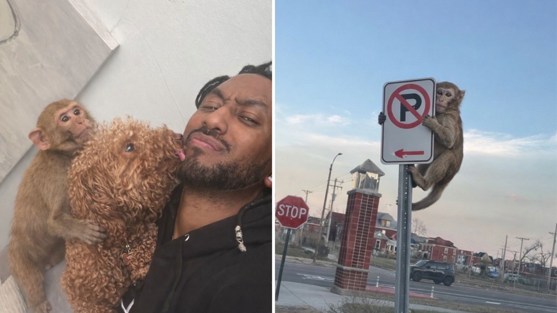 AI-generated monkey photos add confusion to St. Louis sightings