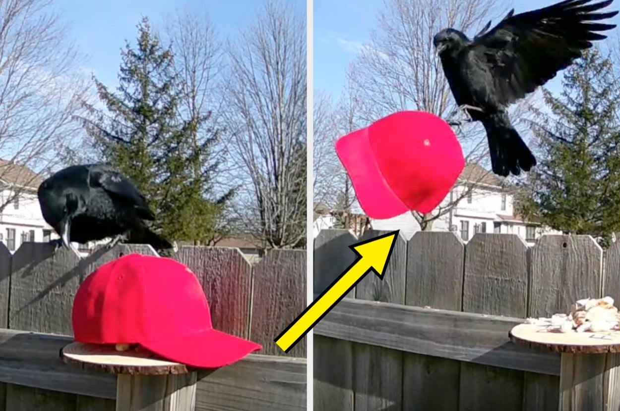 This man is going viral for teaching crows how to attack MAGA hats