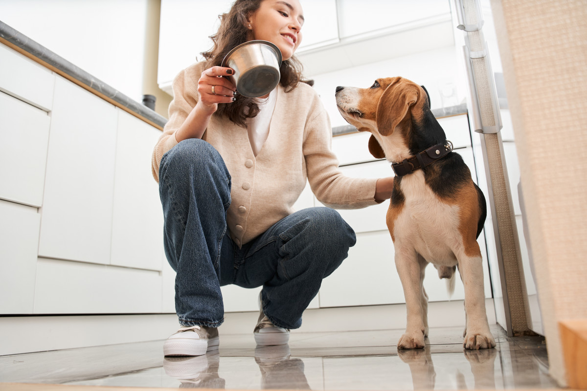 These 10 items were the most common pet toxins of 2025, according to ...