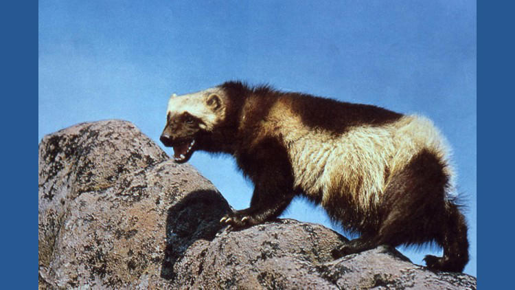 Wolverine restoration one step closer in Colorado