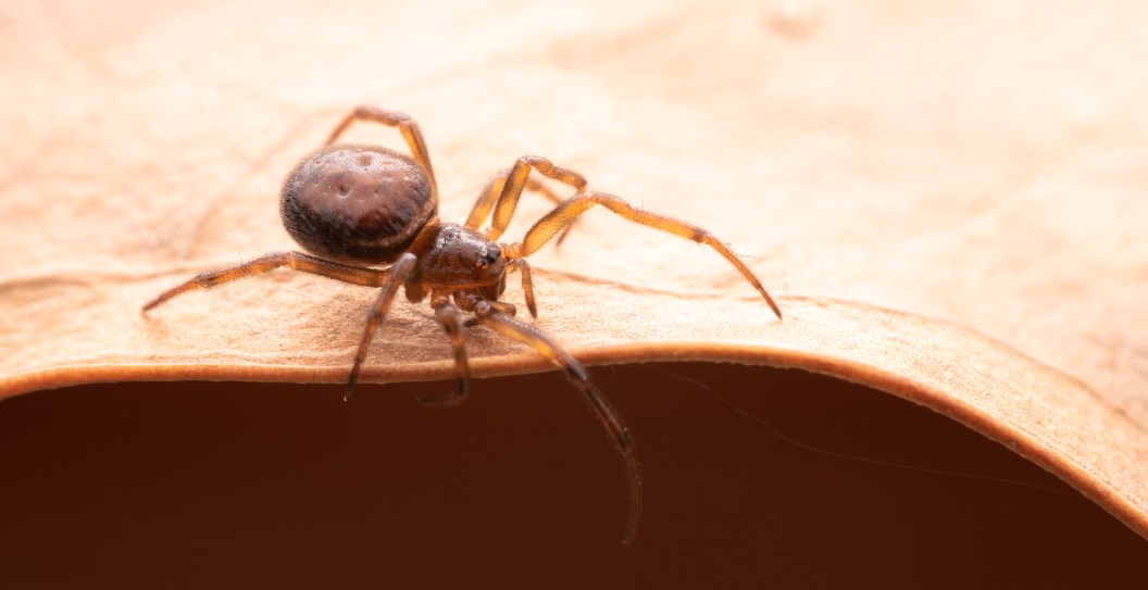 Woman sues landlord after spider infestation led to amputation of two toes