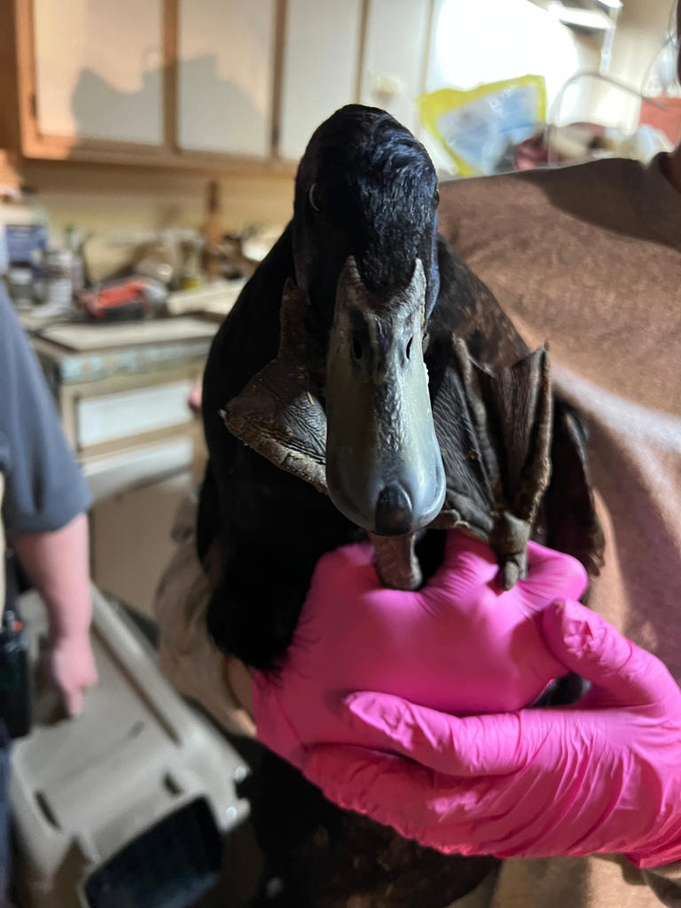 EPD: Two arrested on 54 animal neglect charges each