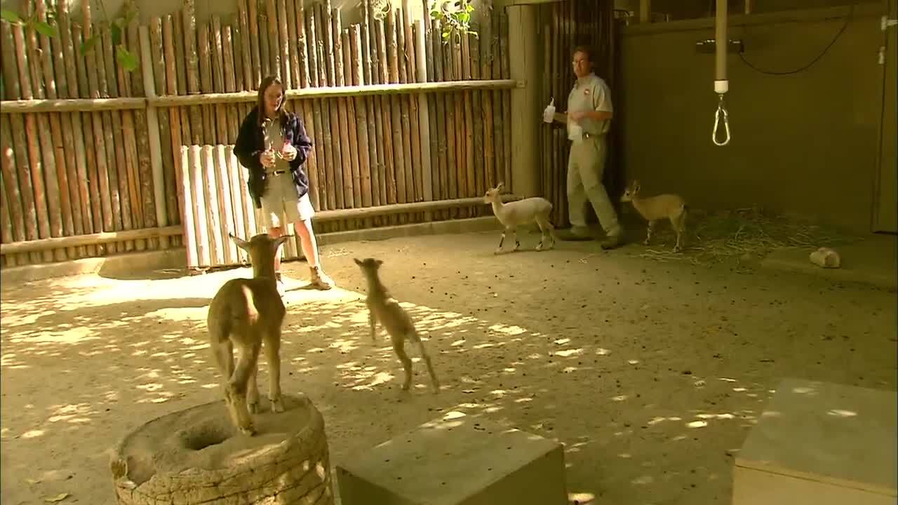 Watching baby goats discover joy never gets old