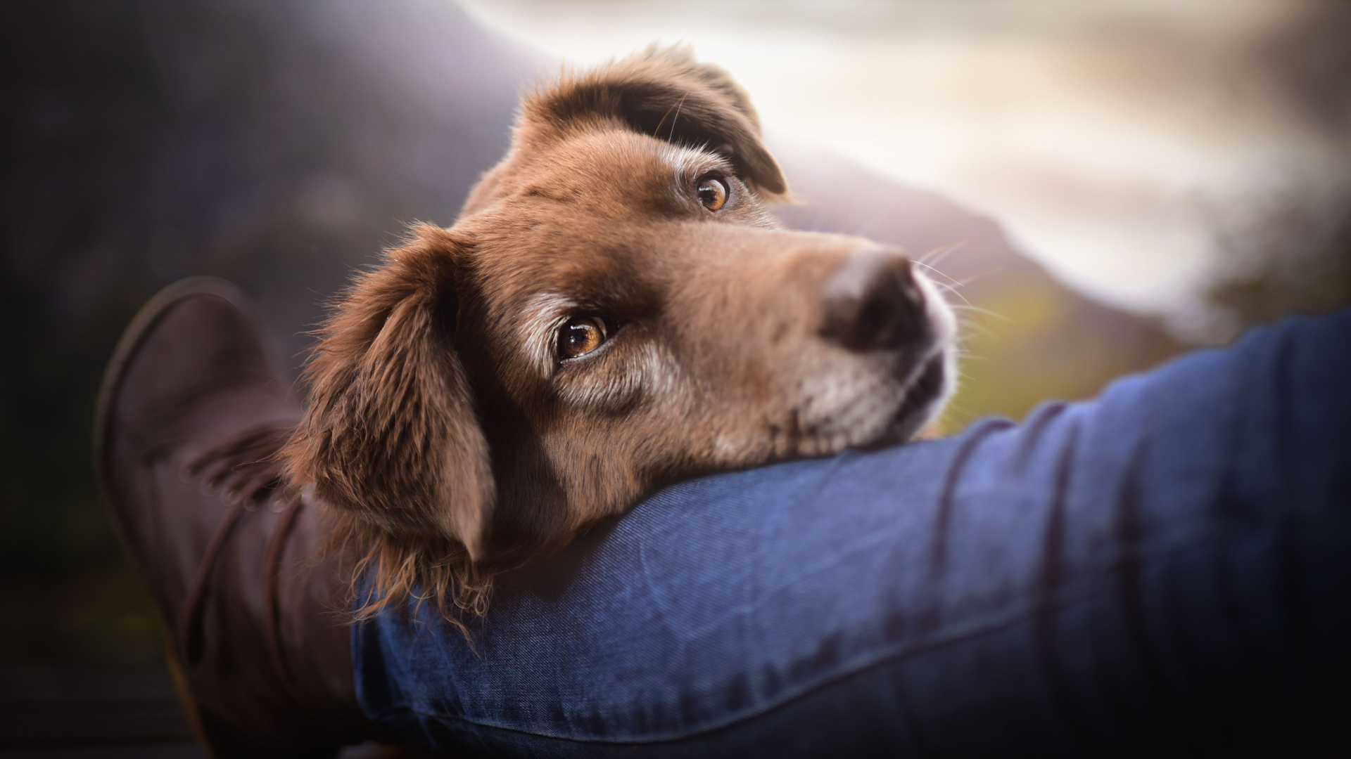 10 things you do that make your dog emotionally dependent on you