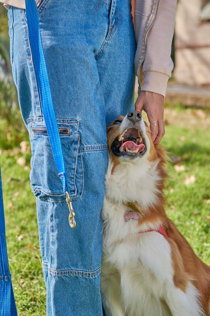 10 things you do that make your dog emotionally dependent on you