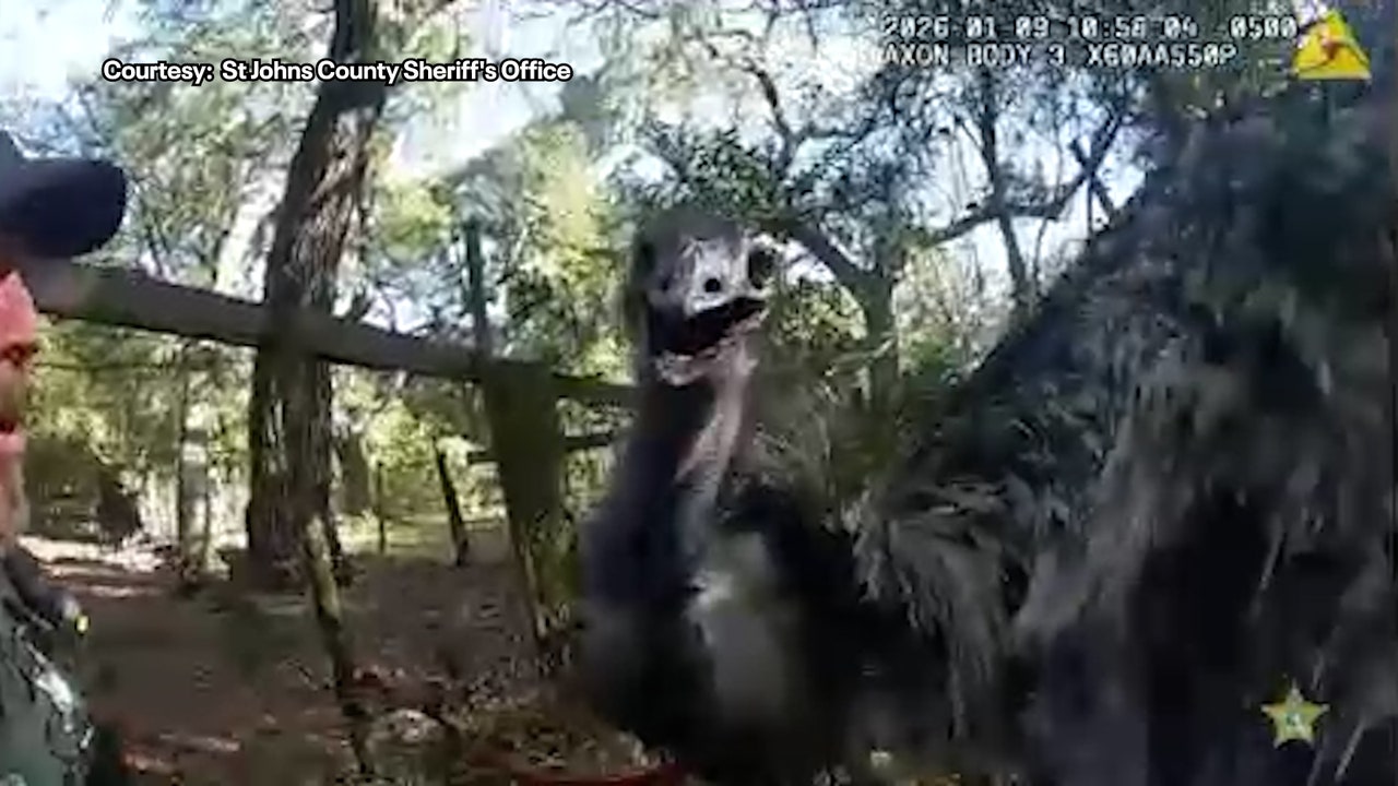 Florida deputy handcuffs runaway emu: 'This is definitely a new one'