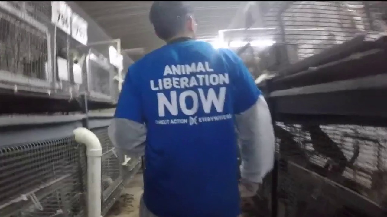 Activists plan large-scale dog rescue