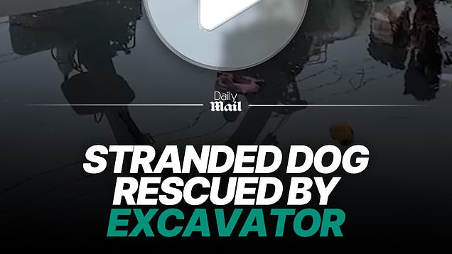 Stranded dog rescued from canal using excavator