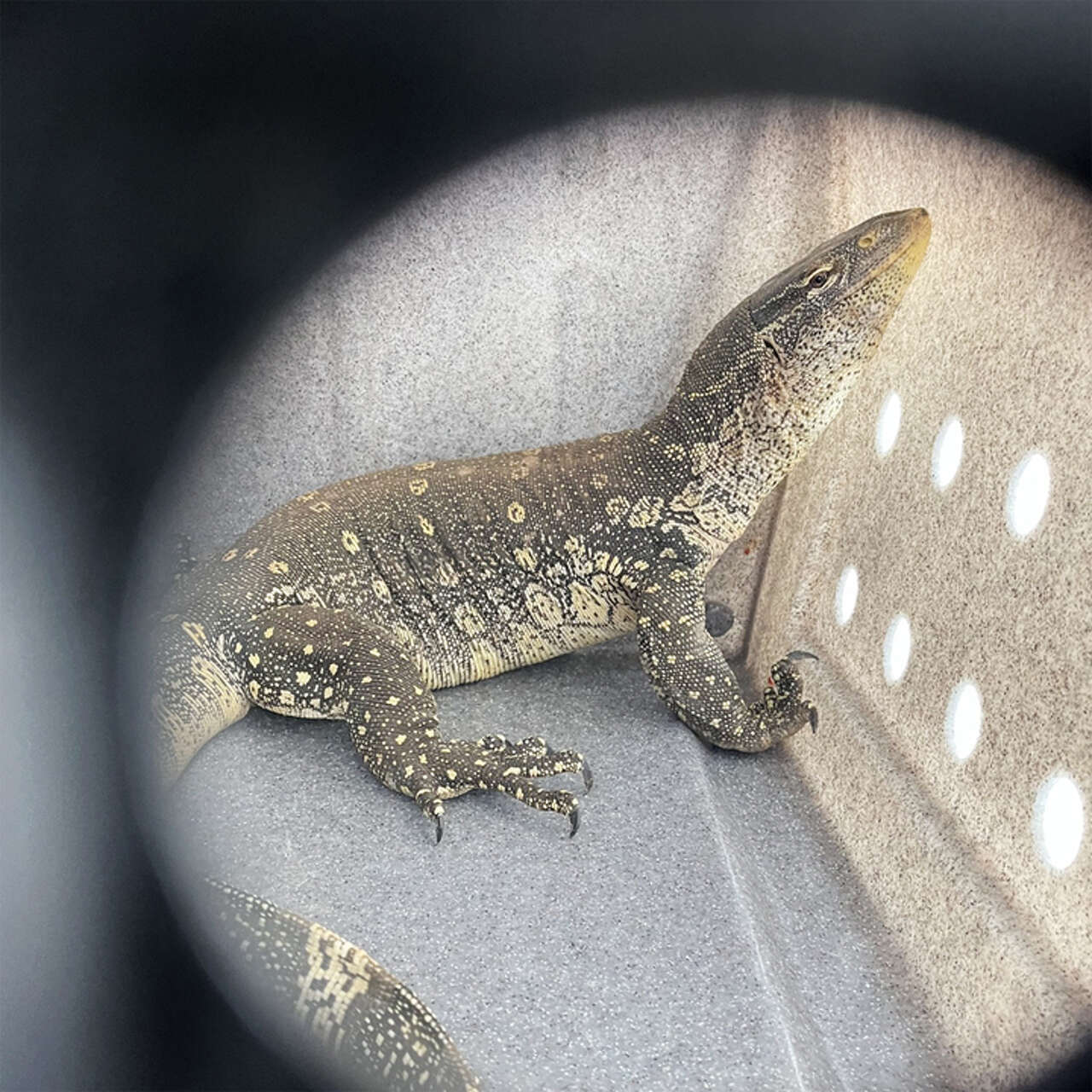 Why one of the world's largest lizards was left in a Bay Area home